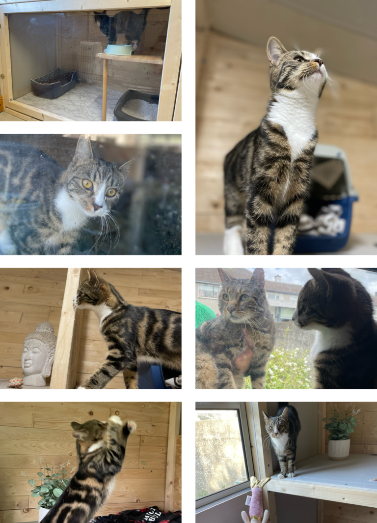 The Best Cattery in Dublin Raheny