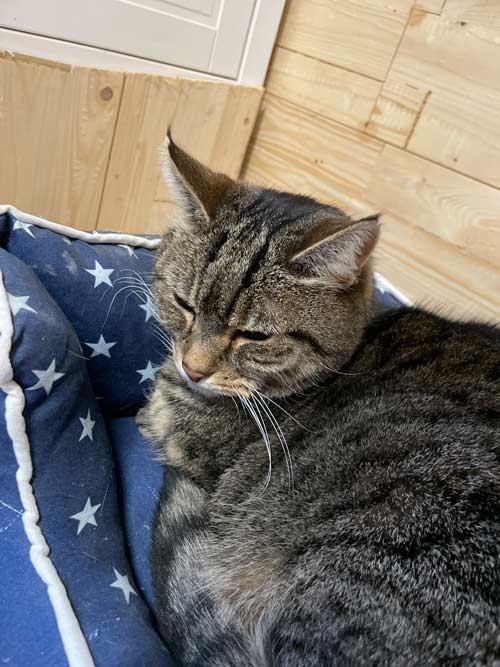 The Cattery Dublin | Cat Boarding Dublin